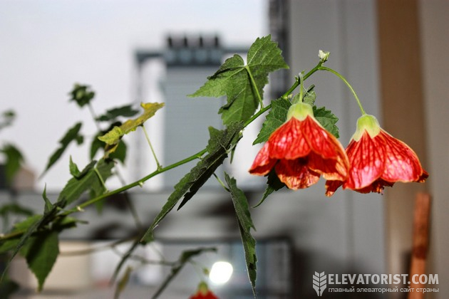 Сайт Elevatorist.com 9 років. Що ми можемо сказати? :) — Elevatorist.com